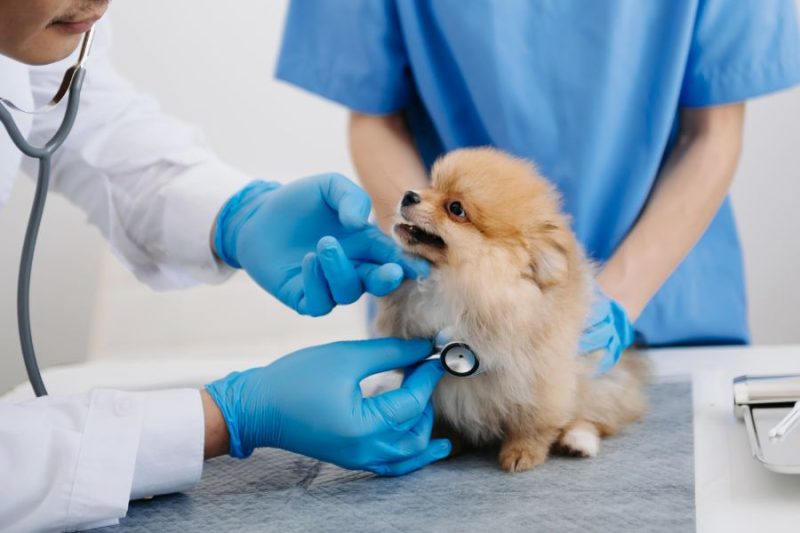 10 Common Pet Diagnostic Tests for Your Pet's Health